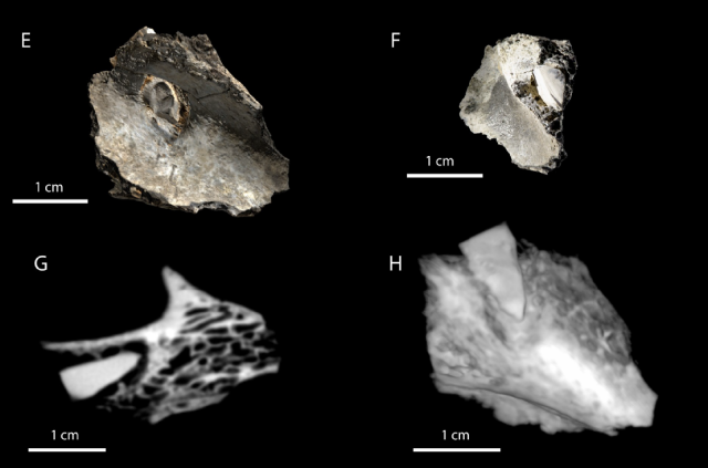 This 9,000-year-old skeleton is the oldest cremation in the Near East ...