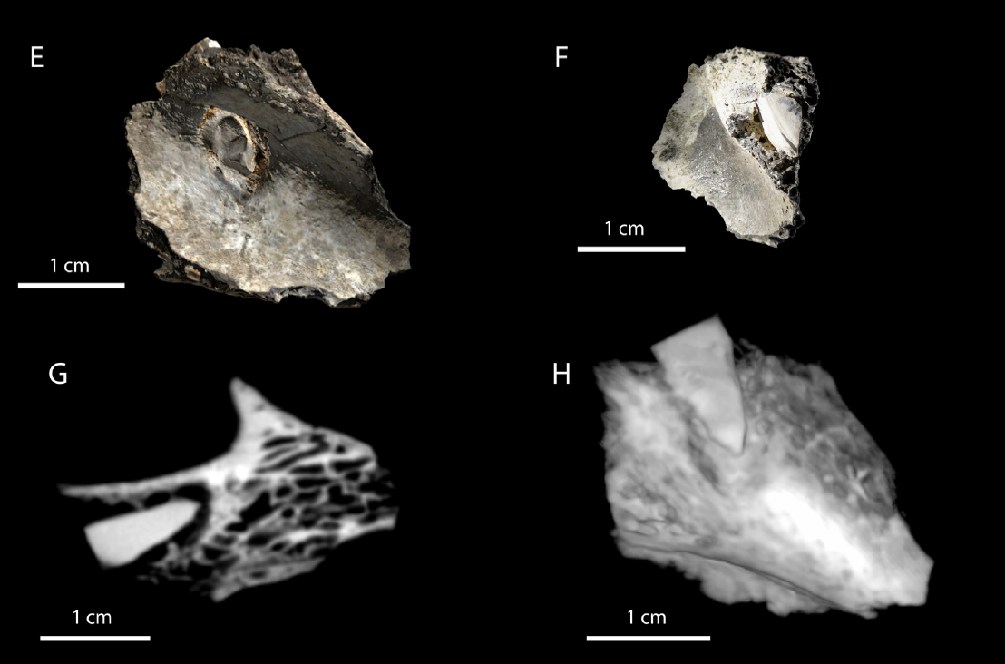 This 9,000-year-old skeleton is the oldest cremation in the Near East ...