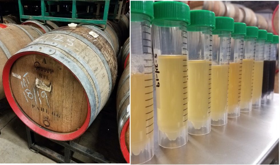 The chemistry of what makes sour beer so sour - Ars Technica