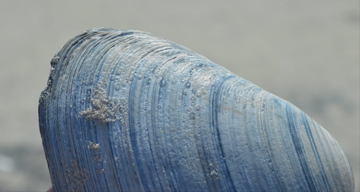 As waters warm, these species are stuck going the wrong way - Ars Technica