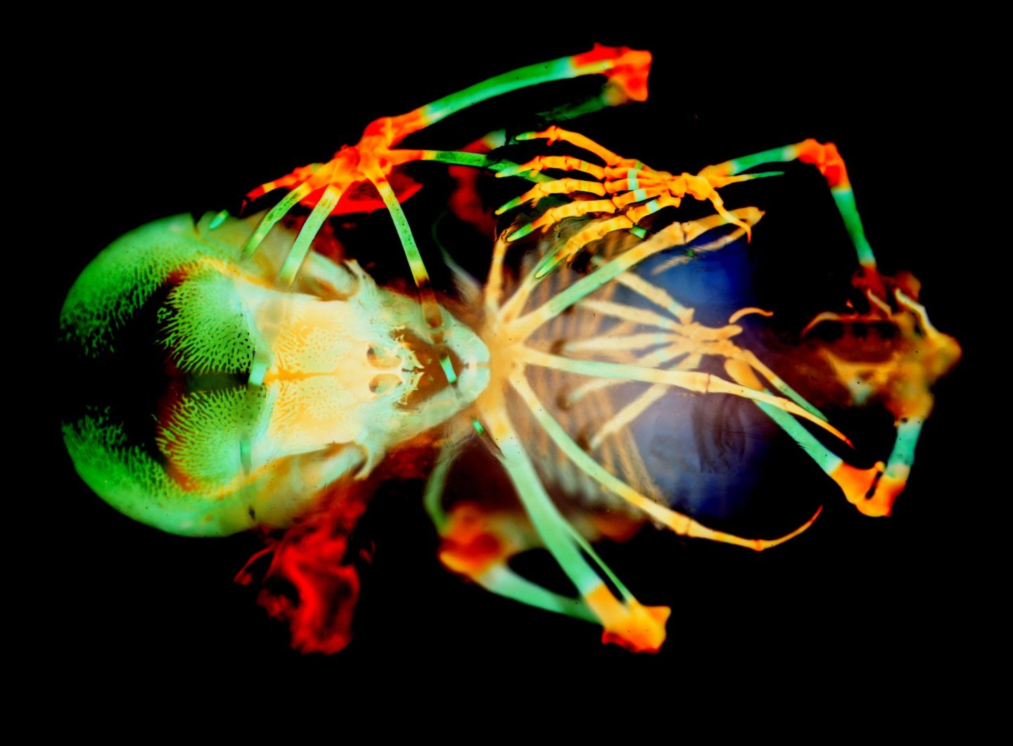 Bats, bugs, and beauty: The best microscopy images of 2020 - Ars Technica