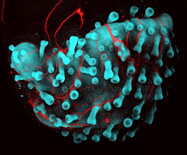 Bats, bugs, and beauty: The best microscopy images of 2020 - Ars Technica