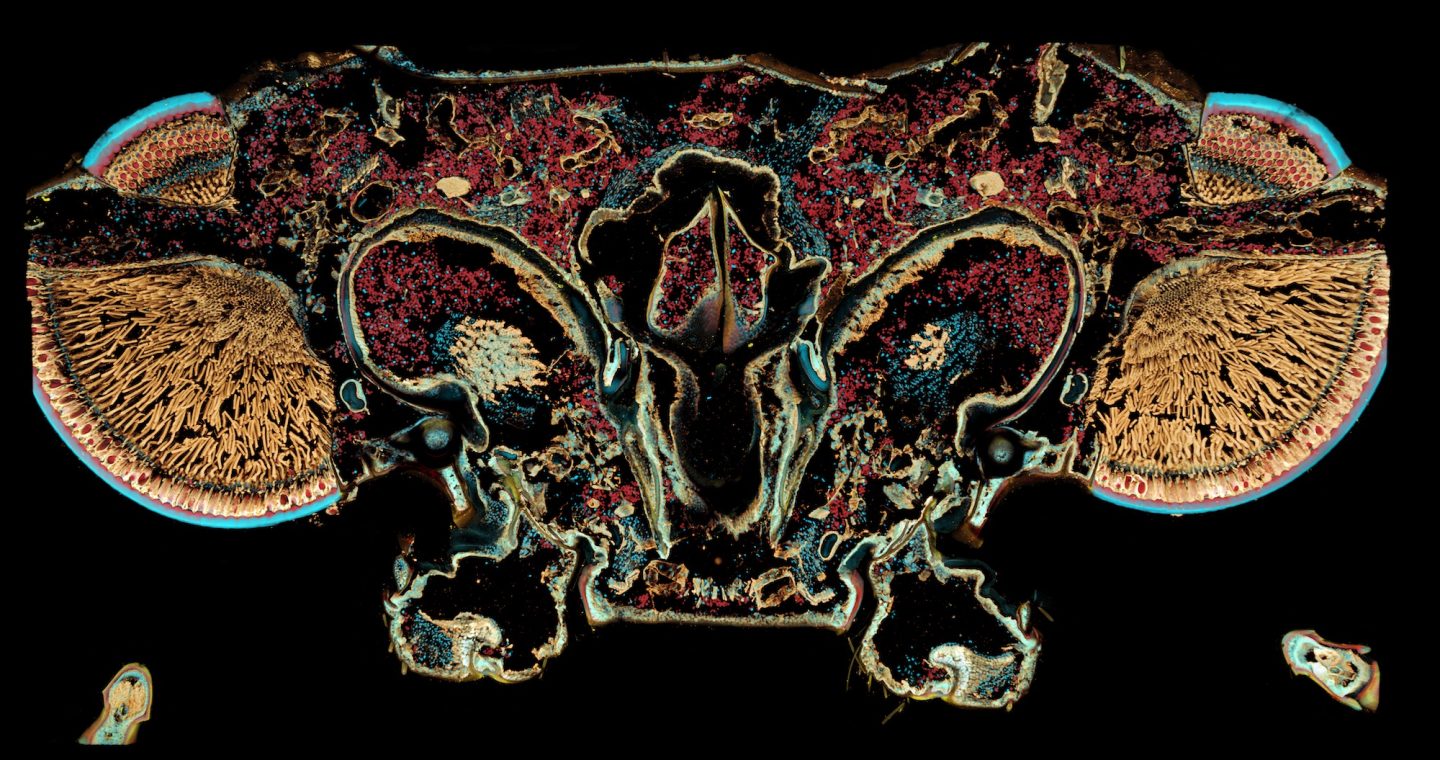 Bats, bugs, and beauty: The best microscopy images of 2020 - Ars Technica