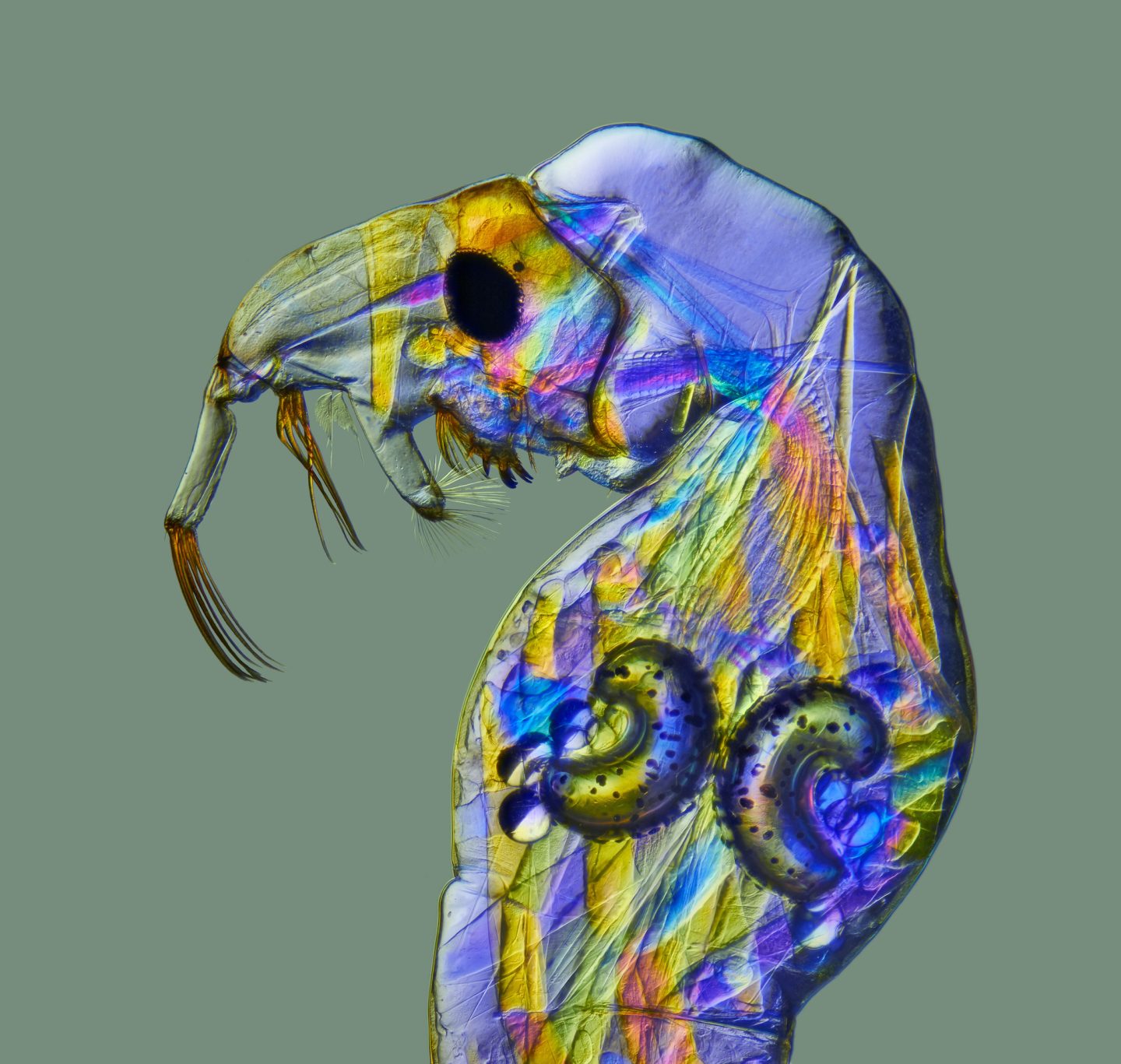 Bats, bugs, and beauty: The best microscopy images of 2020 - Ars Technica