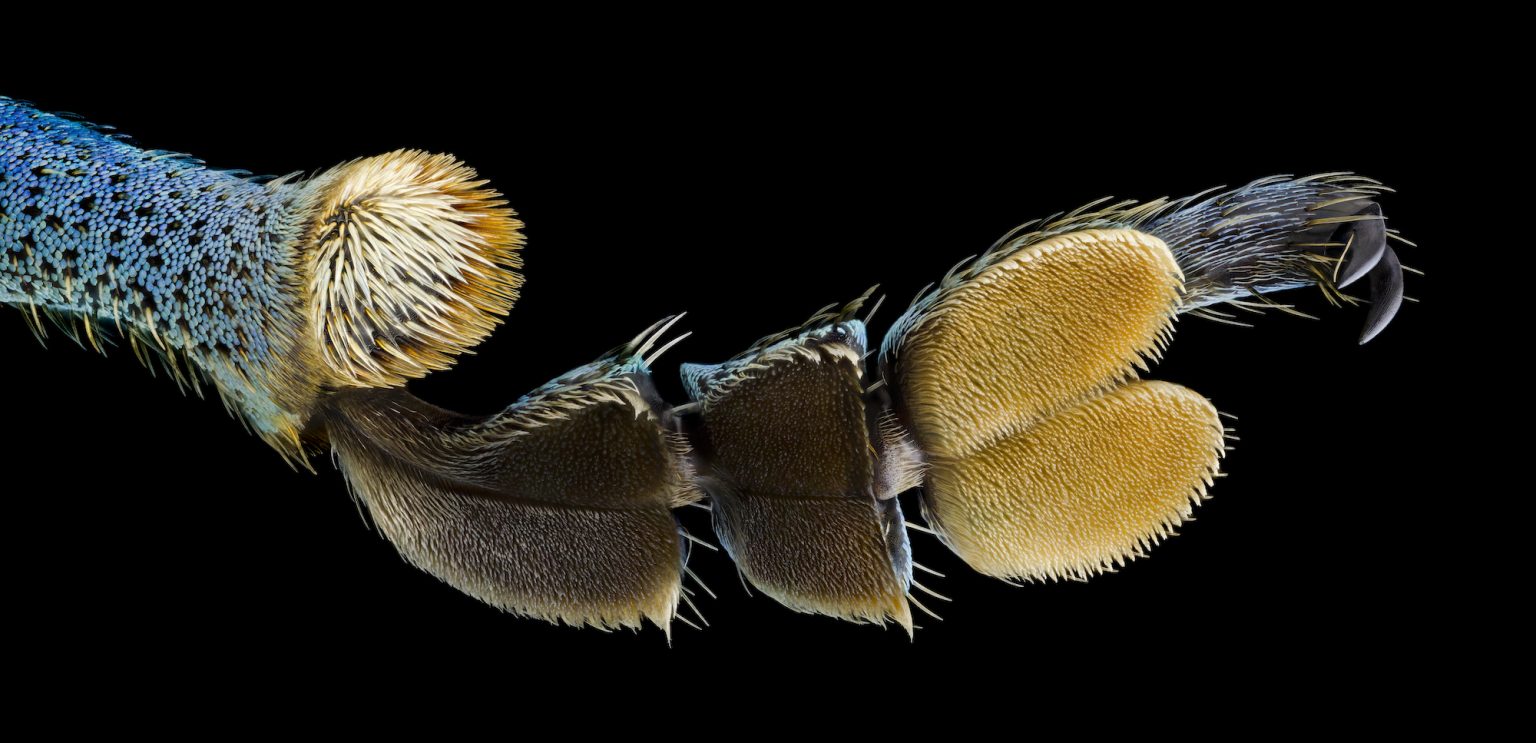 Bats, bugs, and beauty: The best microscopy images of 2020 - Ars Technica