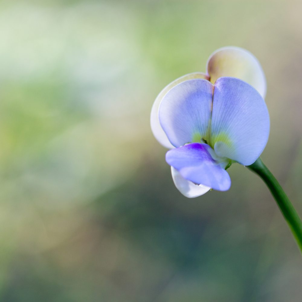 Tag: plant viruses - Ars Technica