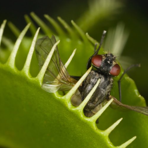 Tag Venus Flytrap Ars Technica