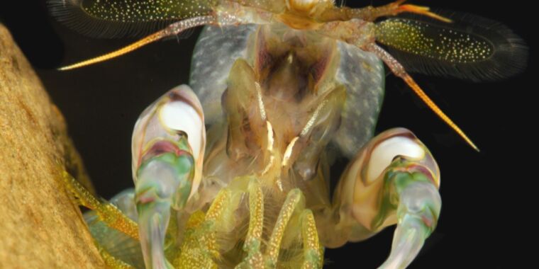 There’s no place like the perfectly sized home for the mighty mantis ...