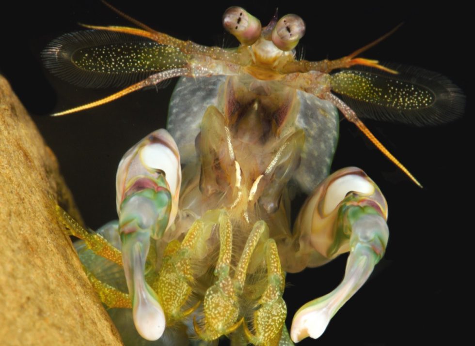 There’s no place like the perfectly sized home for the mighty mantis ...