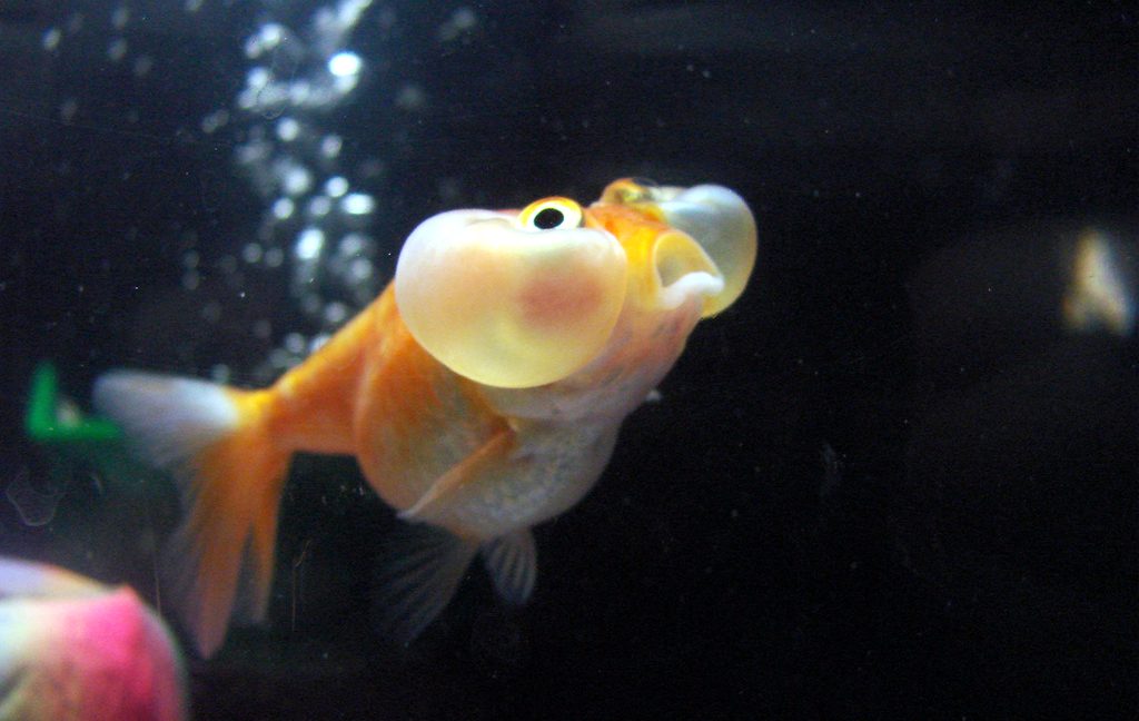 The weird genomes of domesticated fish - Ars Technica