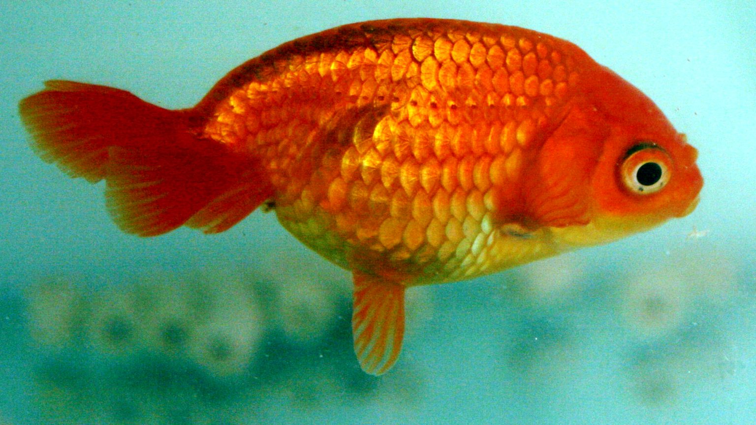 The weird genomes of domesticated fish - Ars Technica