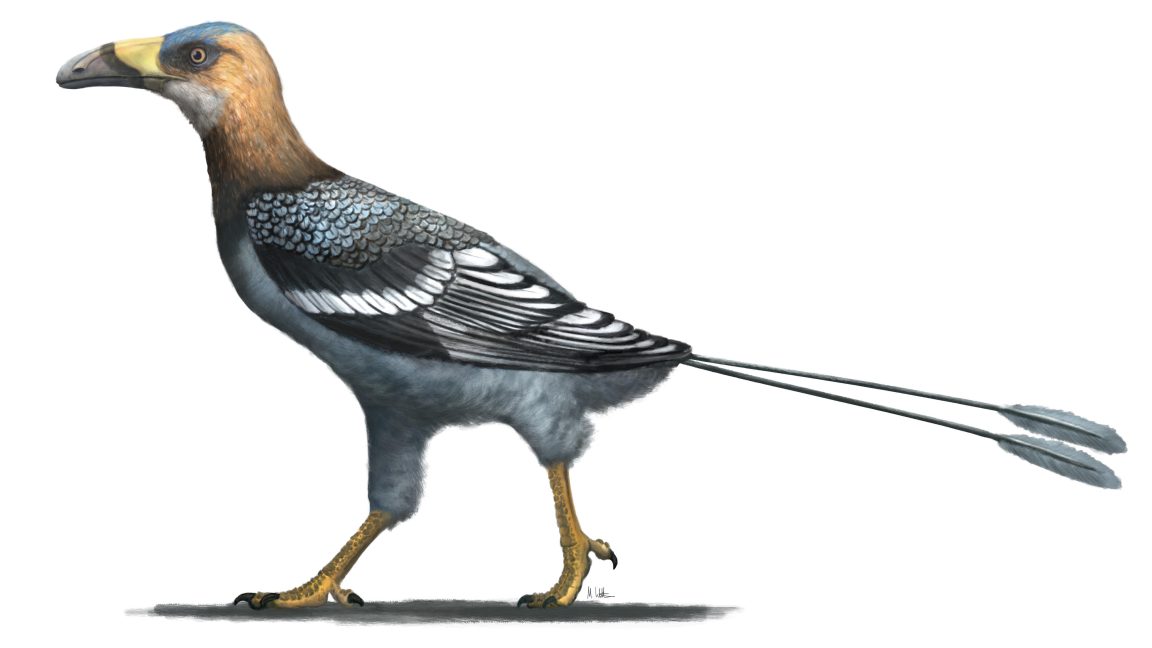 Cretaceous birds were thought to have small bills—except this one - Ars ...