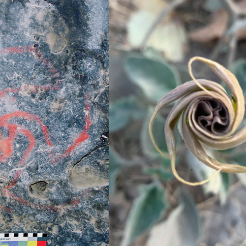 Tag: cave art - Ars Technica