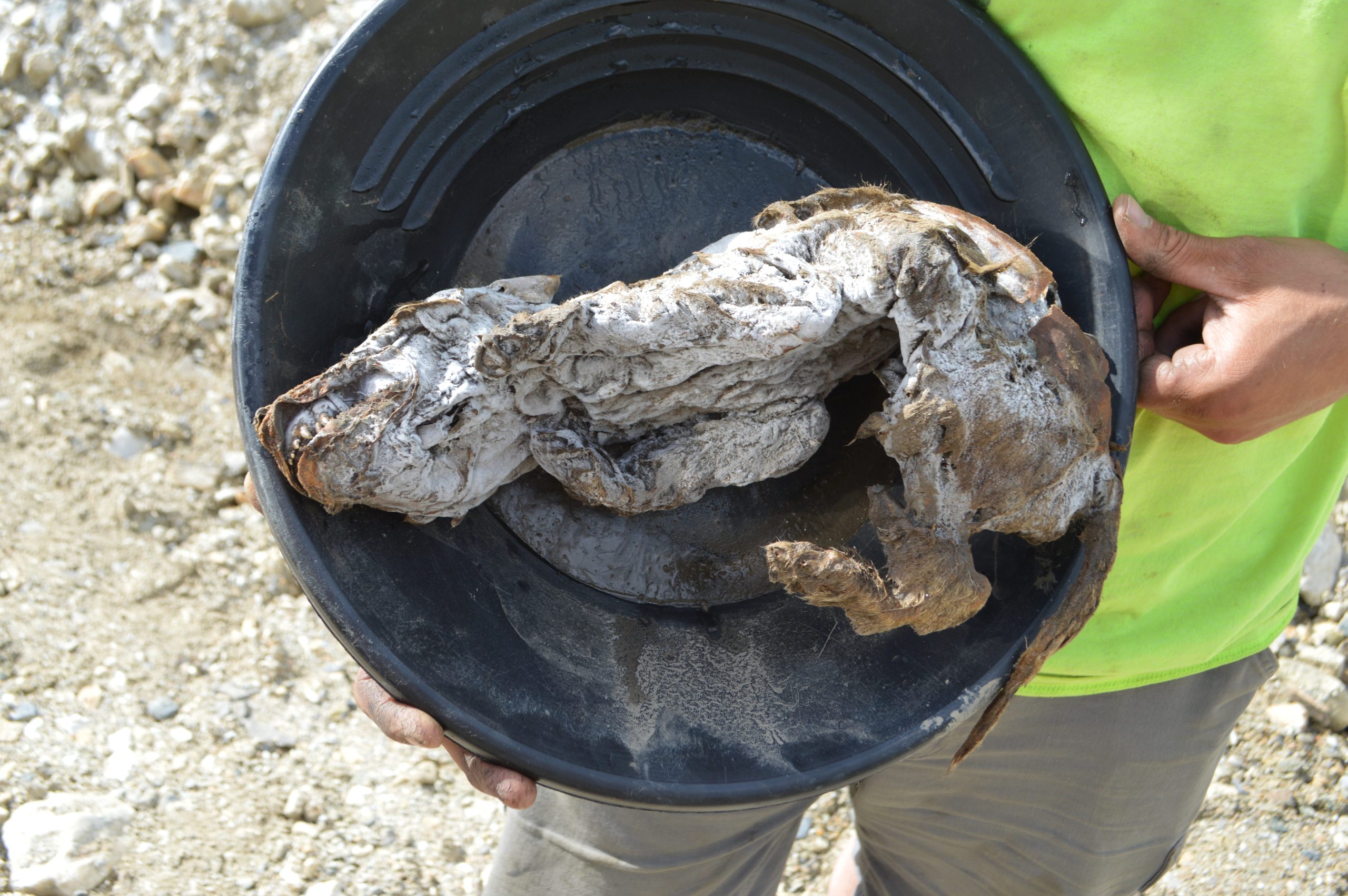 Yukon gold miner unearths a mummified Ice Age wolf pup - Ars Technica