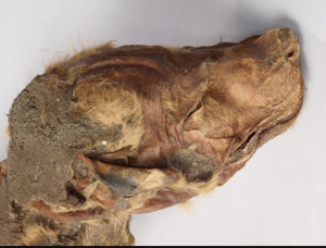 Yukon gold miner unearths a mummified Ice Age wolf pup - Ars Technica