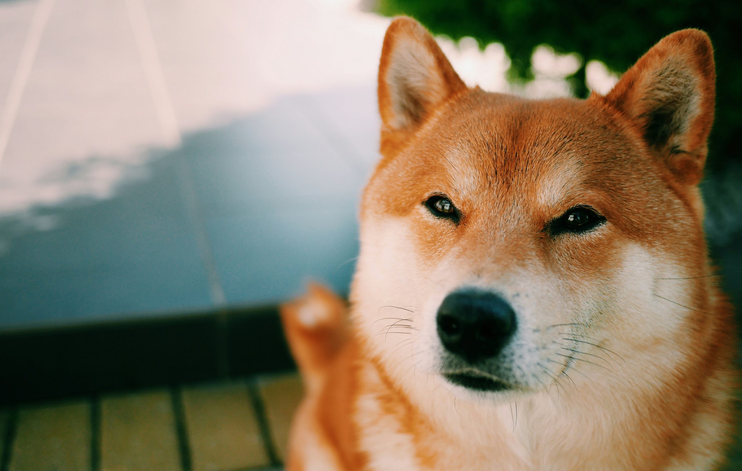 WallStreetBets craze pushes dogecoin up 5x in 24 hours - Ars Technica