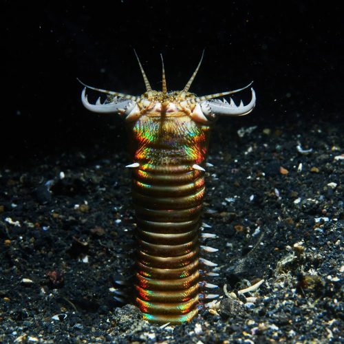 Tag Bobbit Worm Ars Technica