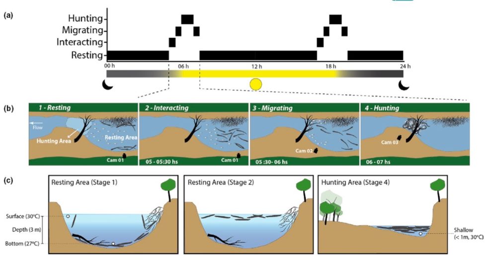 Scientists surprised to find that electric eels sometimes hunt in packs ...