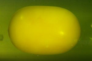 What happens to the brain on sudden impact? Egg yolks could hold the ...