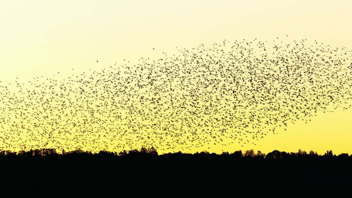 Birds of a feather flock together, but patterns change with the mission ...