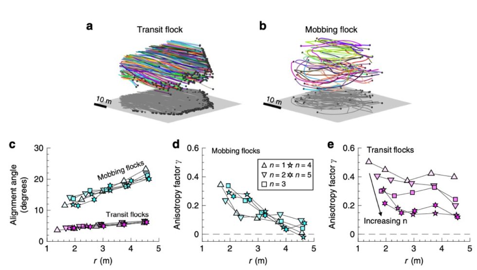 Birds of a feather flock together, but patterns change with the mission ...