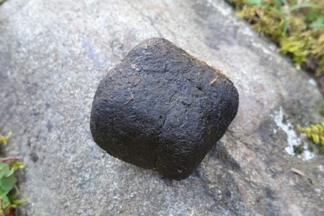 It’s the wombat’s strange intestines, not its anus, that produces cubed ...