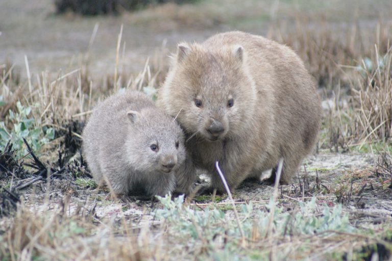 It’s the wombat’s strange intestines, not its anus, that produces cubed ...