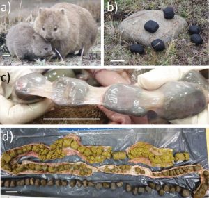 It’s the wombat’s strange intestines, not its anus, that produces cubed ...