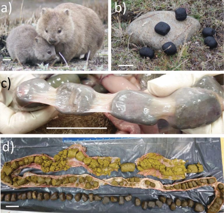 It’s the wombat’s strange intestines, not its anus, that produces cubed ...