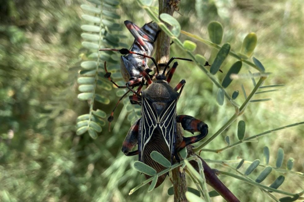 Caged heat: Mesquite bugs battle in a plastic cup—for science! - Ars ...
