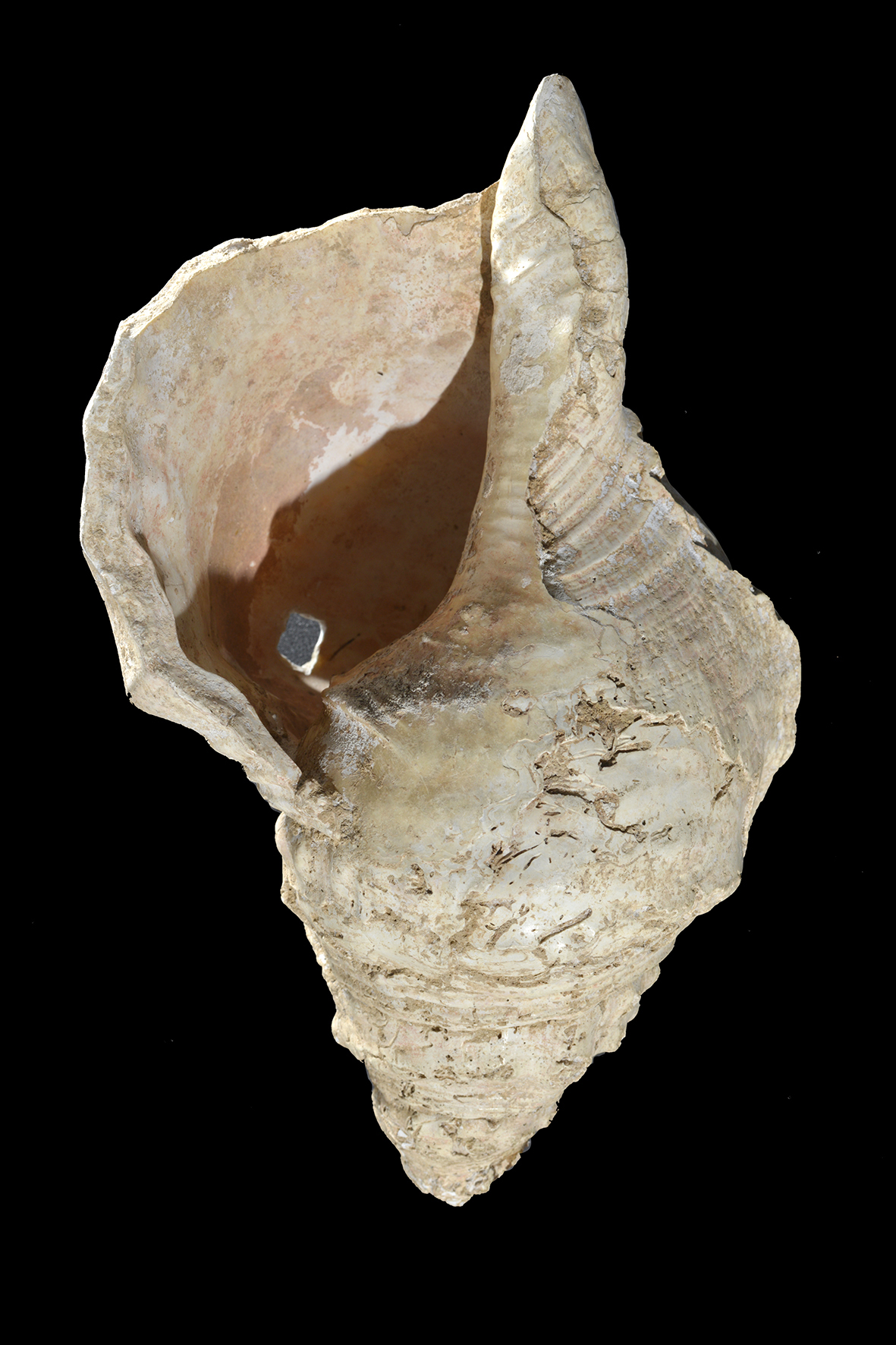 Listen to haunting notes from an 18,000-year-old conch shell trumpet ...