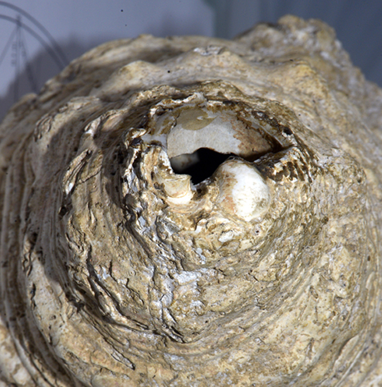 Listen to haunting notes from an 18,000-year-old conch shell trumpet ...