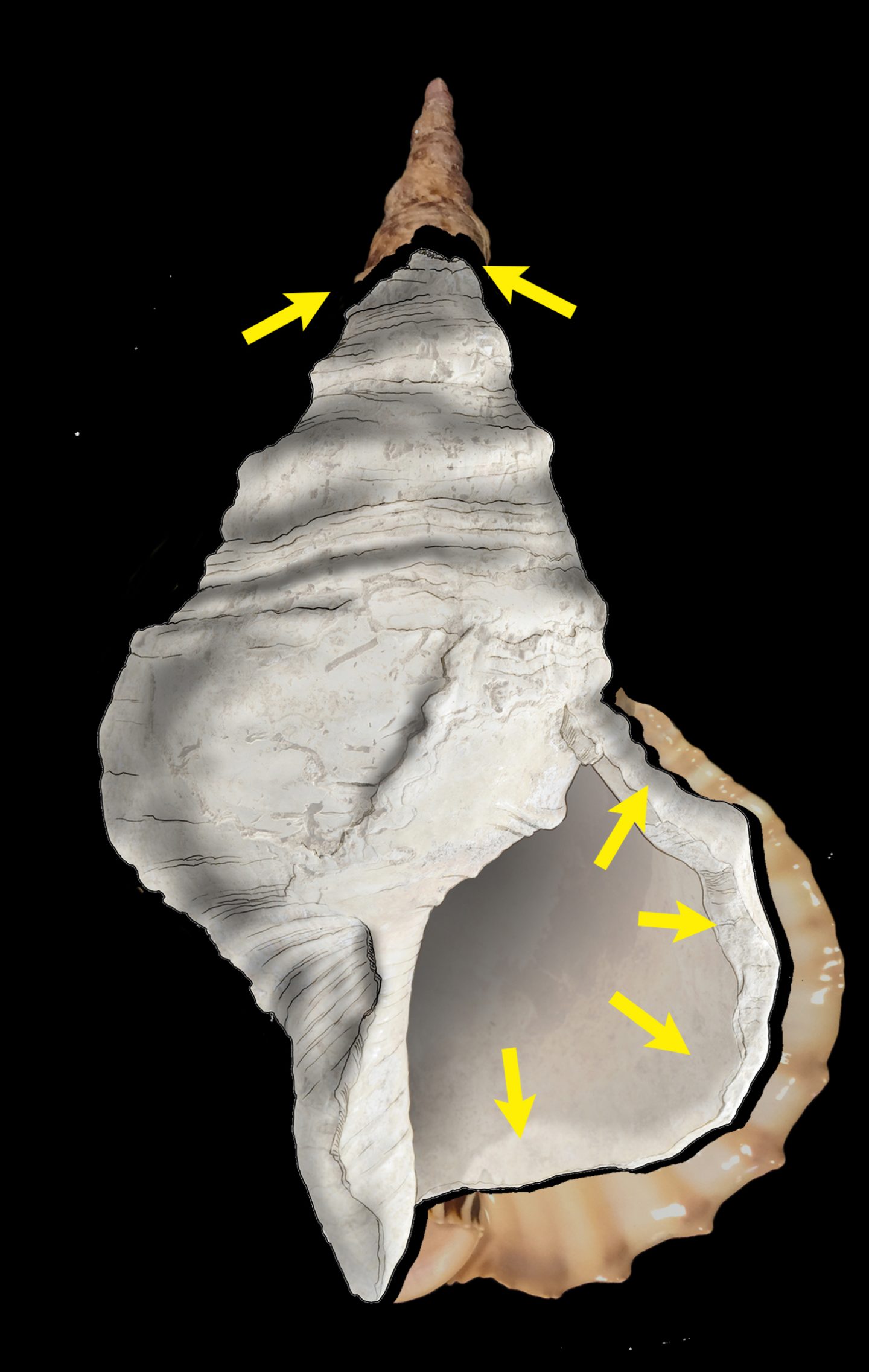 Listen to haunting notes from an 18,000-year-old conch shell trumpet ...