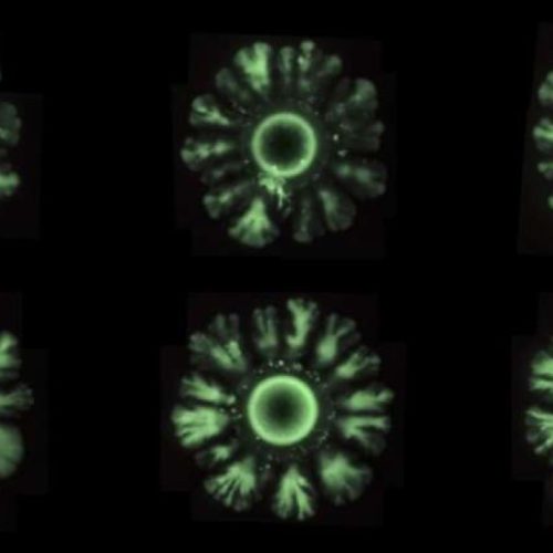 Tag: Turing patterns - Ars Technica