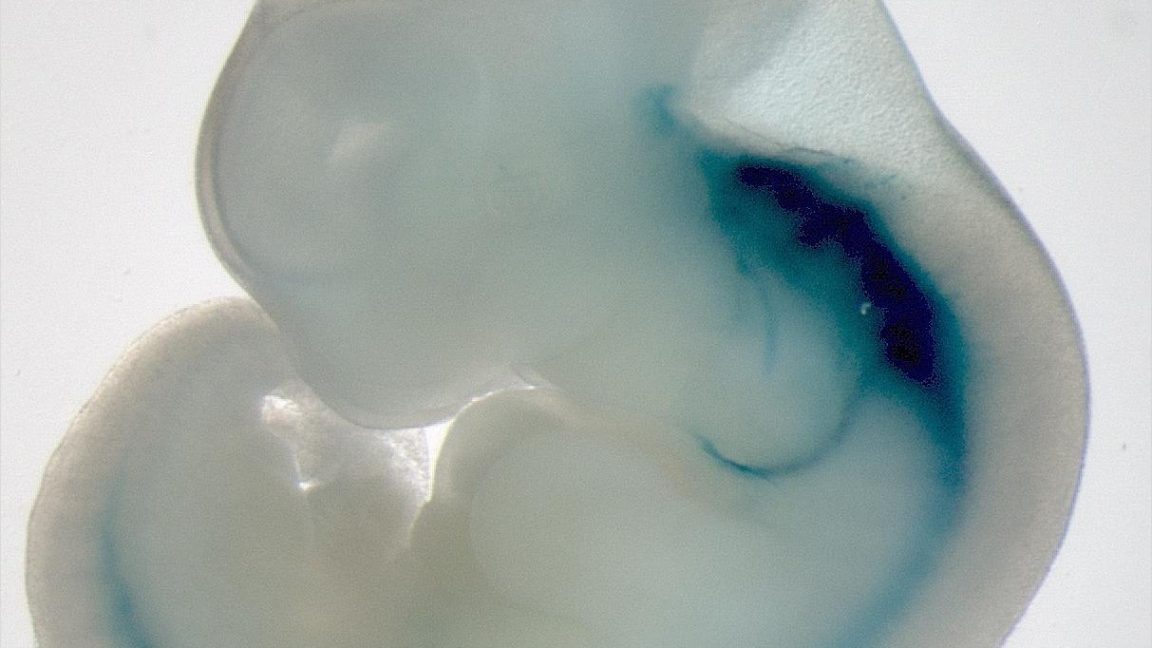 Mouse embryos grow for days in culture, but the requirements are a bit ...