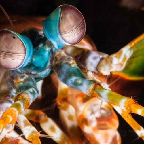 Tag: hyperspectral imaging - Ars Technica