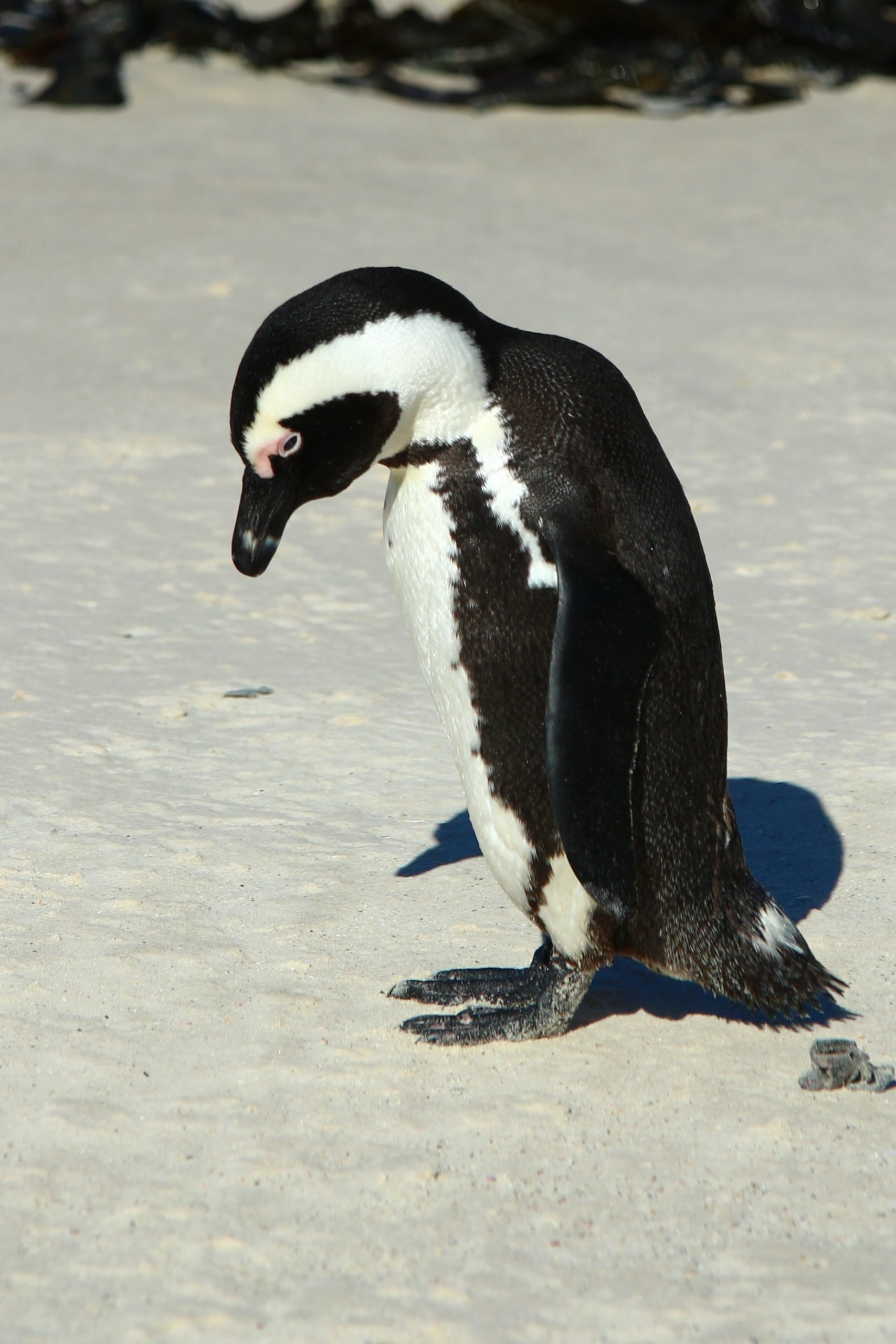 Red Hat withdraws from the Free Software Foundation after Stallman’s ...