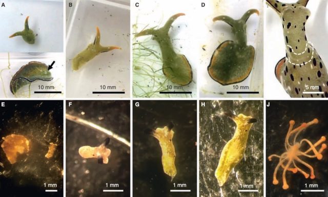 This sea slug can lose its head and regenerate new body in three weeks ...