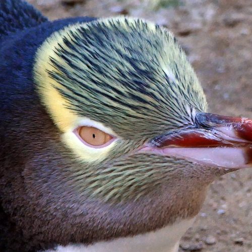 Tag: catastrophic filesystem bugs - Ars Technica