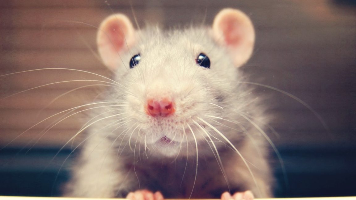 The secret to a rat’s sense of touch? It’s all in how the whiskers bend ...