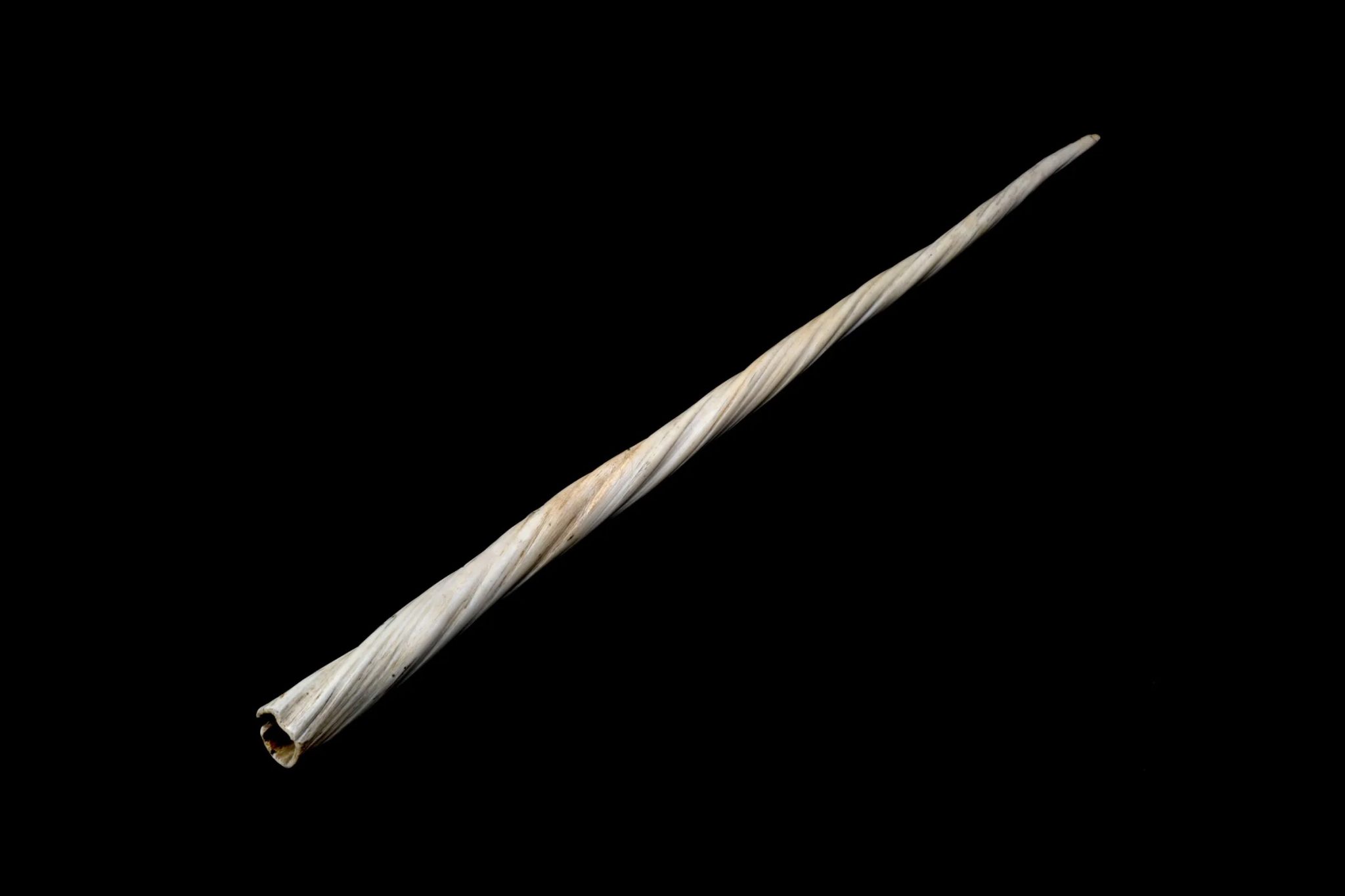 Narwhal tusks tell a troubling tale - Ars Technica