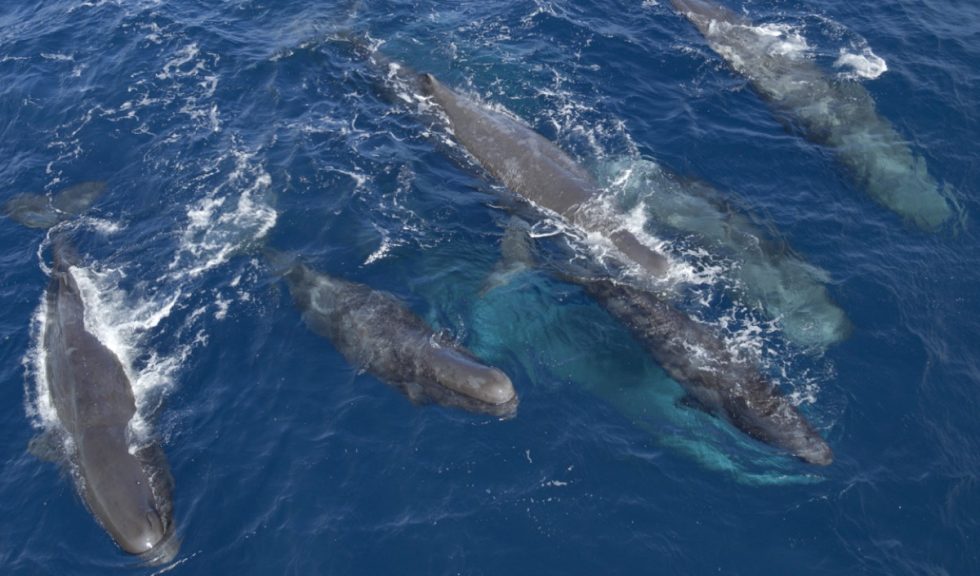 Secrets of the Whales explores language, social structure of giants of ...