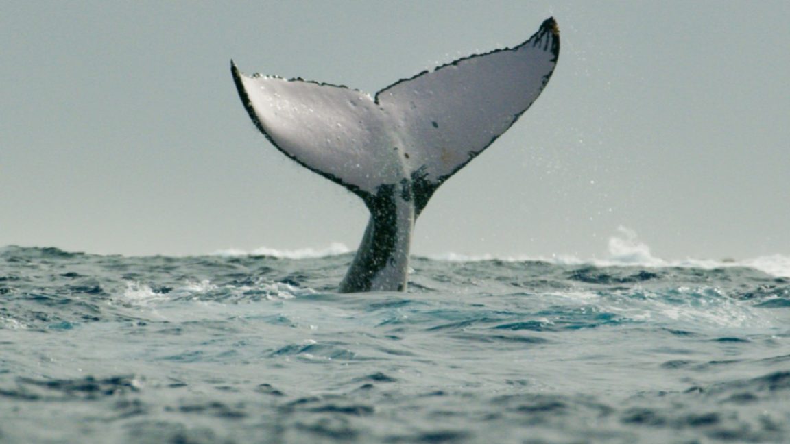 The evolution of whales from land to sea - Ars Technica