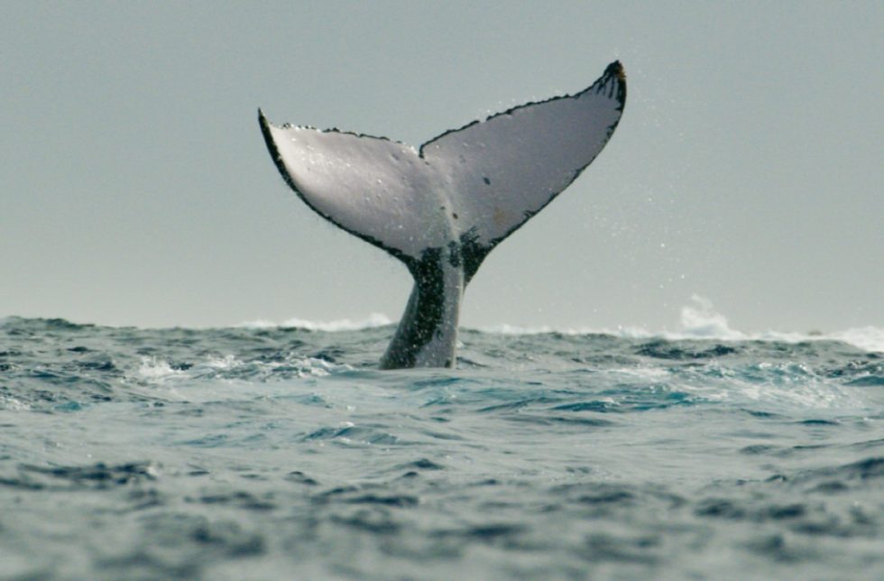 The evolution of whales from land to sea - Ars Technica