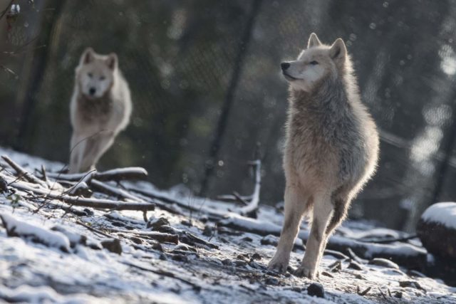 Wolves create a “landscape of fear,” slowing deer-car collisions - Ars ...
