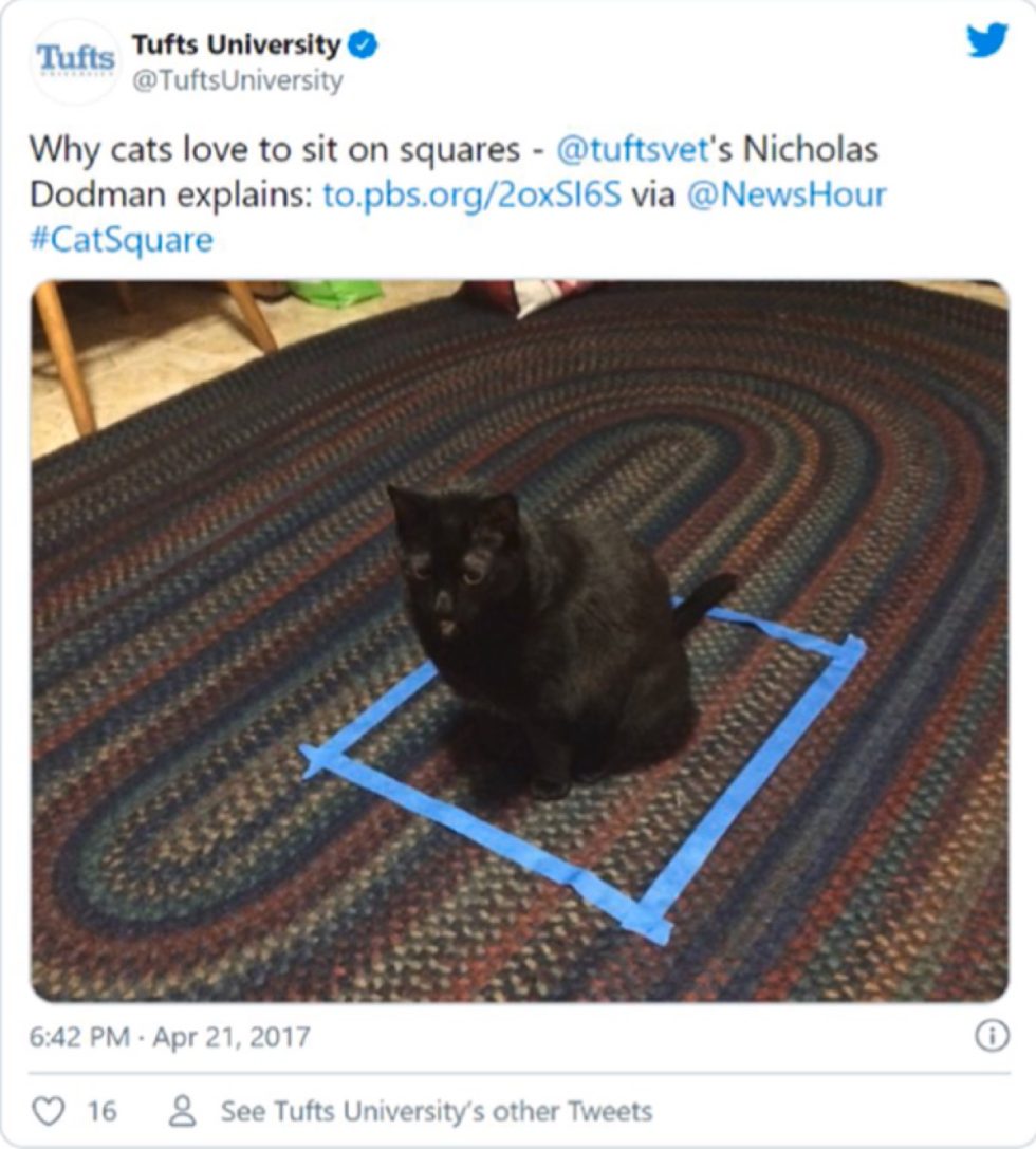 What cats’ love of boxes and squares can tell us about their visual ...