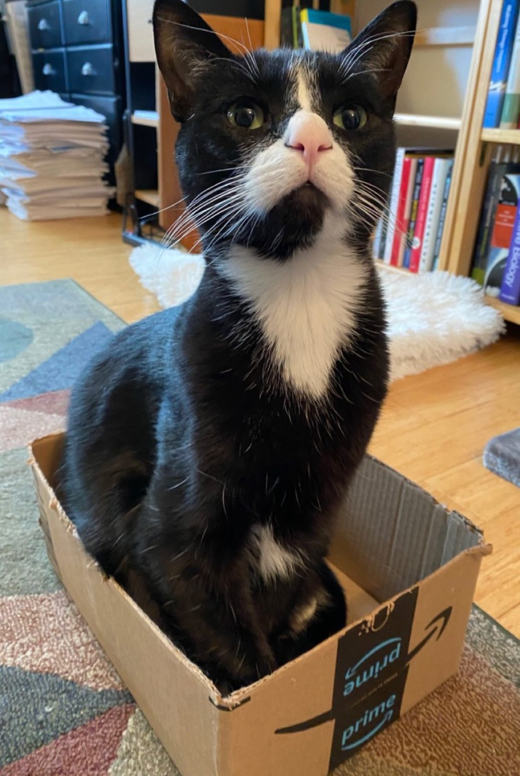 What cats’ love of boxes and squares can tell us about their visual ...