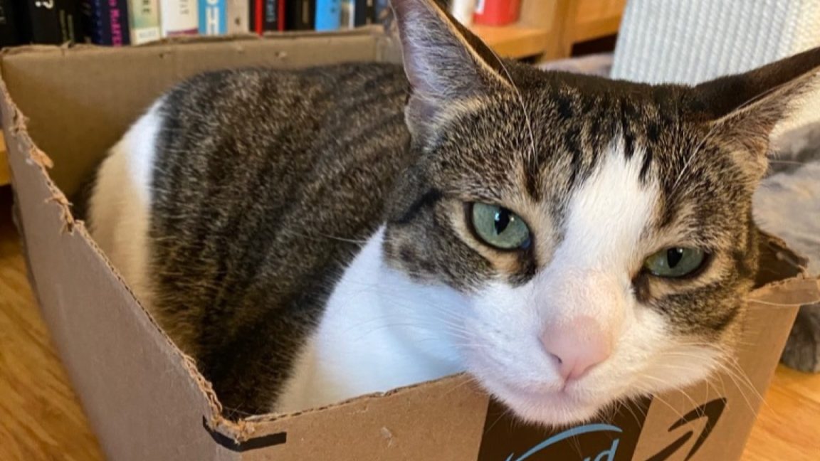 What cats’ love of boxes and squares can tell us about their visual ...