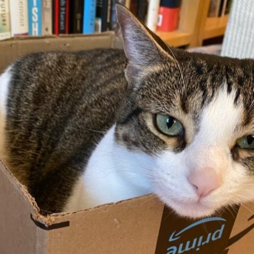 Tag: CatSquare challenge - Ars Technica
