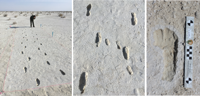 Trace fossils, the most inconspicuous bite-sized window into ancient ...